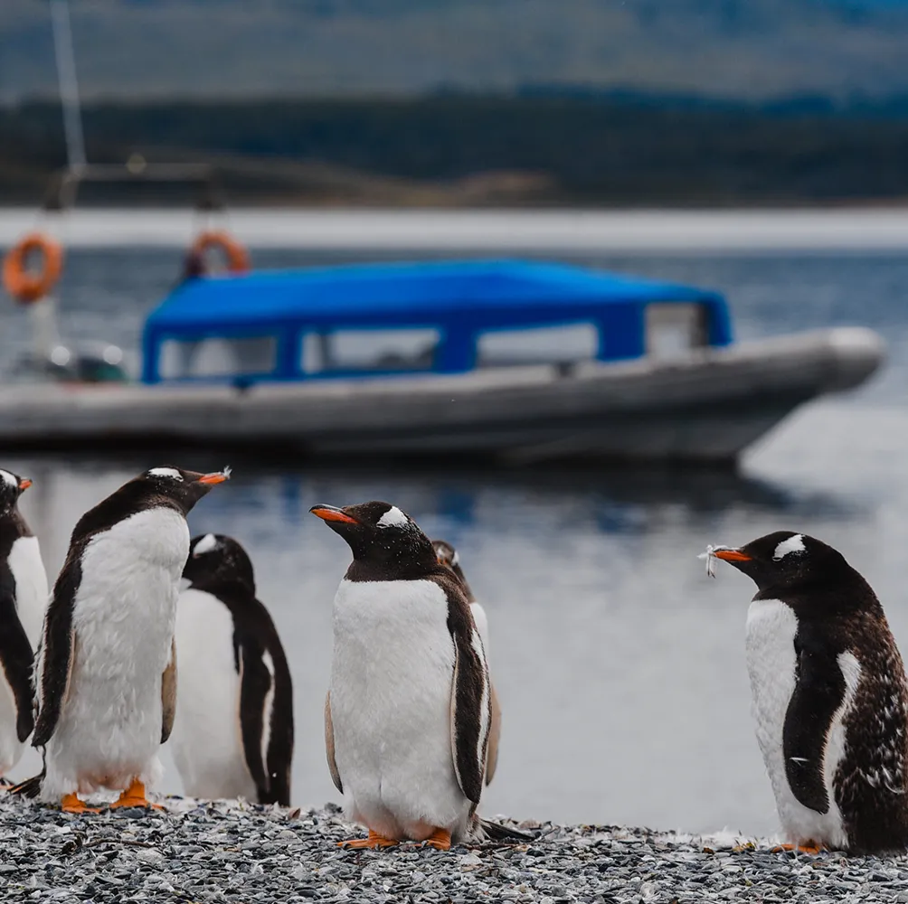 Penguin Trek - Ushuaia Tours